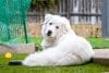 15 Enchanting Dog Breeds That Feel Like Magic - iHeartDogs.com