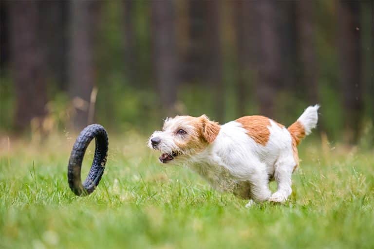 11 Athletic Dog Breeds Built For Speed And Agility - iHeartDogs.com