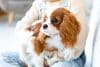 15 Chill Dog Breeds Perfect for Your Quiet Side - iHeartDogs.com