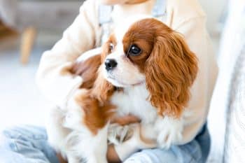 15 Chill Dog Breeds Perfect for Your Quiet Side - iHeartDogs.com