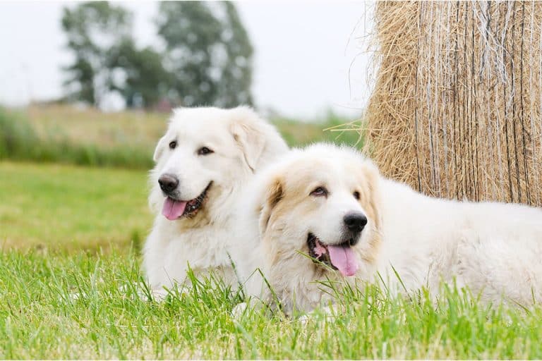 7 Vital Tips for Grooming a Great Pyrenees - iHeartDogs.com