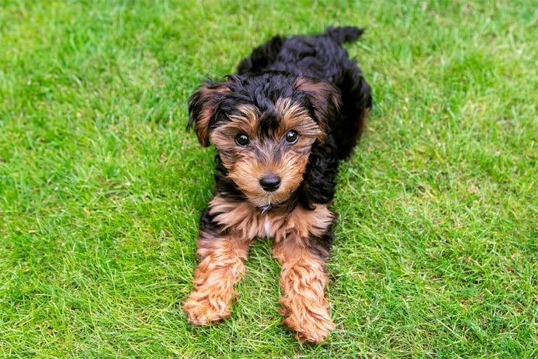 13 Adorable Dog Breeds That Look Just Like Teddy Bears - iHeartDogs.com