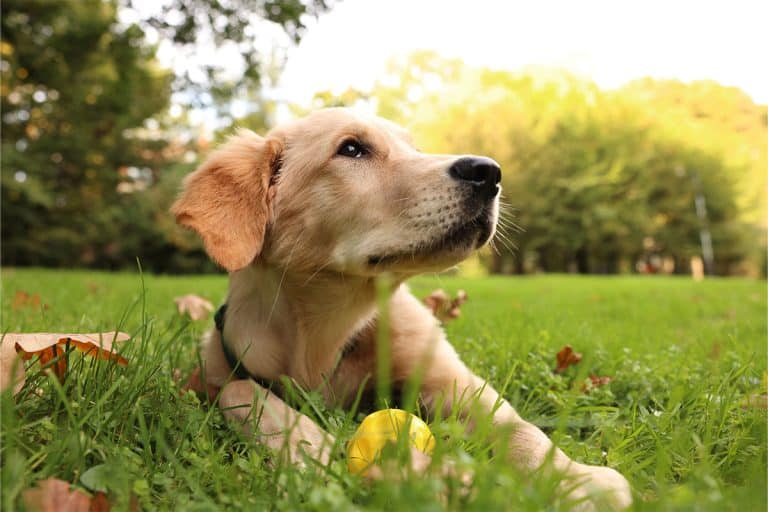 11 Quick-Witted Dog Breeds That Learn New Tricks Fast - iHeartDogs.com