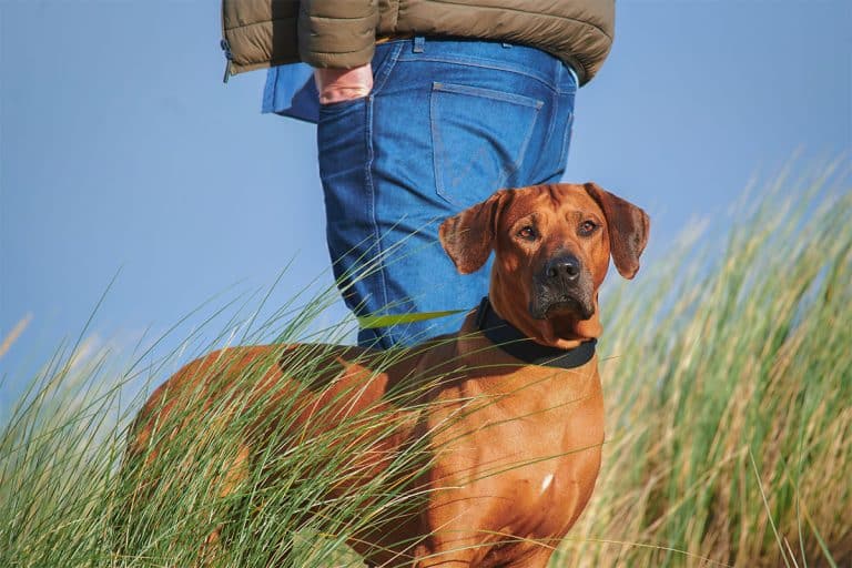 13 Tough Dog Breeds That Always Make You Feel Protected - iHeartDogs.com