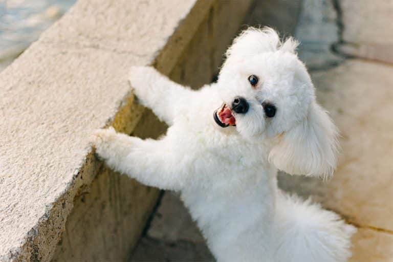 13 Funny Dog Breeds With Goofy Smiles and Big Hearts - iHeartDogs.com