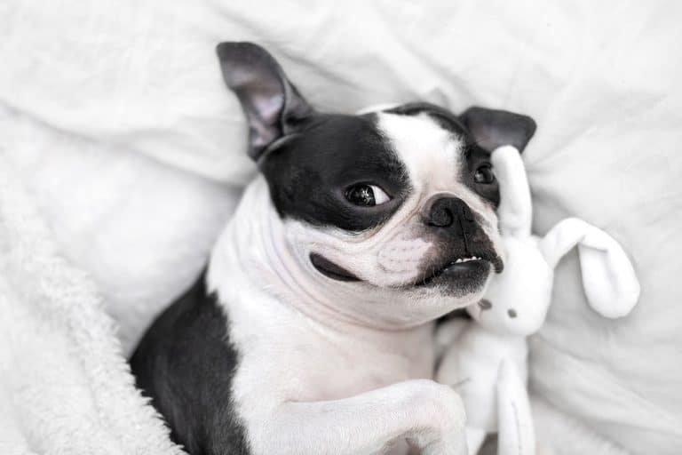 15 Little Dog Breeds With Giant Weird Personalities - iHeartDogs.com