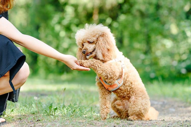 11 Curly Dog Breeds That Bring Style to Your Side - iHeartDogs.com