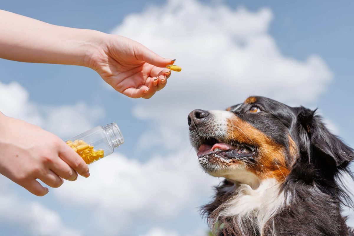 4 Best Pet Prescription Discount Cards [2026] - iHeartDogs.com