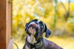 13 Silly Dog Breeds That Have The Goofiest Personalities - iHeartDogs.com
