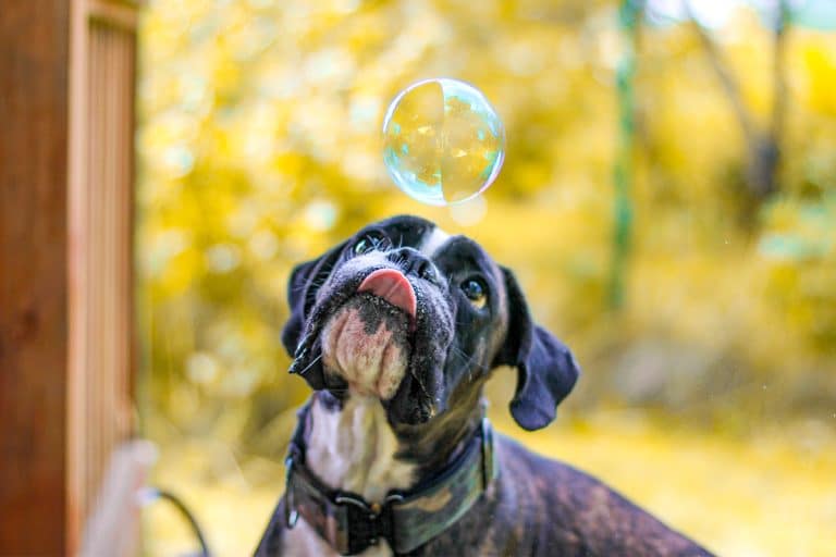 13 Silly Dog Breeds That Have The Goofiest Personalities - iHeartDogs.com