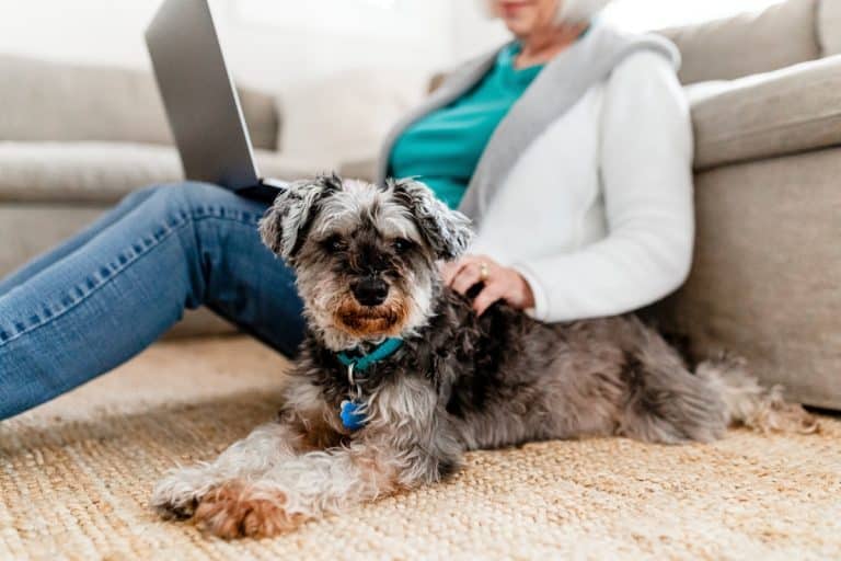13 Dog Breeds That Are Surprisingly Chill - iHeartDogs.com