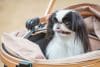 15 Fancy Dog Breeds With a Flair for the Dramatic (2026 Guide ...