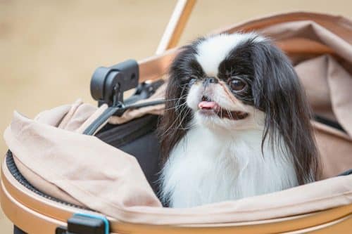 15 Fancy Dog Breeds With a Flair for the Dramatic (2026 Guide ...