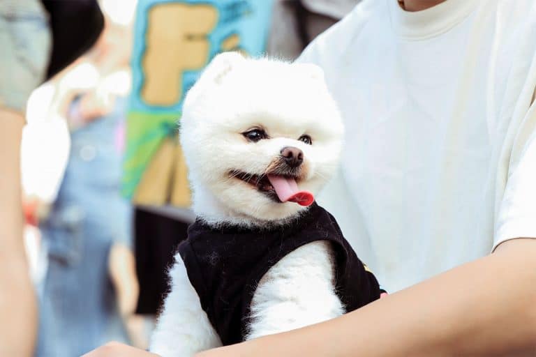 13 Dog Breeds That Are All Sugar And Snuggles - iHeartDogs.com