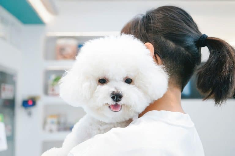 11 Most Loving Dog Breeds In The World - iHeartDogs.com