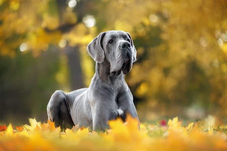 13 Dog Breeds That Are Surprisingly Chill - iHeartDogs.com