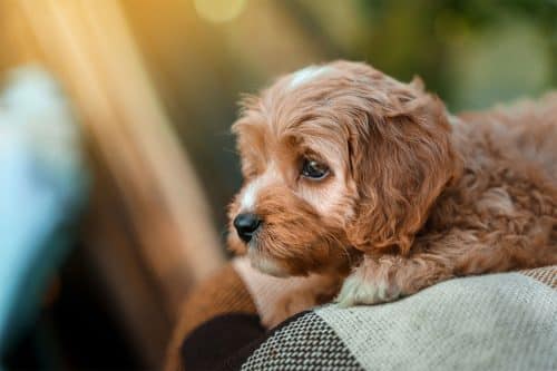 11 Curious Dog Breeds That Look Like Living Plush Toys - iHeartDogs.com