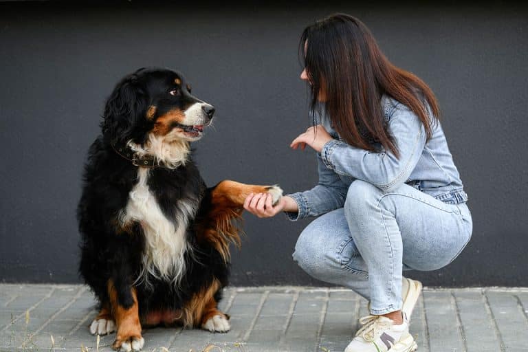 11 Loving Dog Breeds That Love Holding Paws With You - iHeartDogs.com
