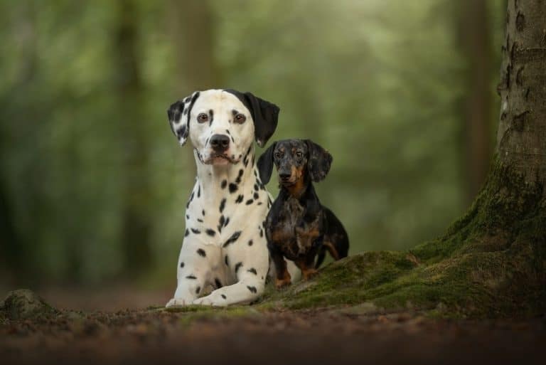 13 Spotted Dog Breeds That Always Stand Out - iHeartDogs.com