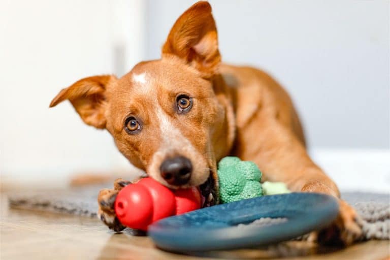 10 Best Dental Dog Toys - iHeartDogs.com
