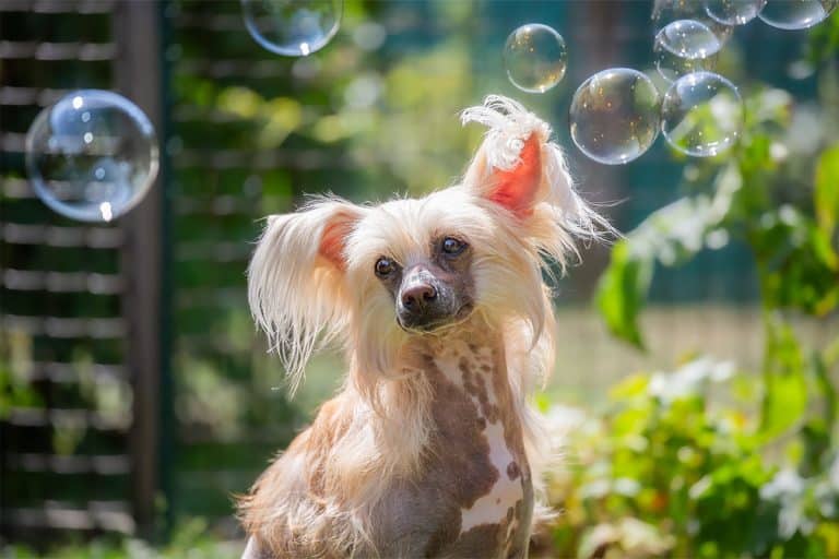 What Makes These 11 Weird Dog Breeds So Unique? - iHeartDogs.com