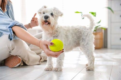 18 Low Shedding Dog Breeds (2026): Best Picks for a Fur-Free Home ...