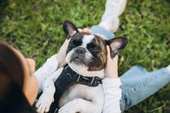 11 Calm Dog Breeds for Laid-Back Lives - iHeartDogs.com