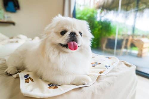 13 Lazy Dog Breeds With Sleep Schedules Like Teenagers - iHeartDogs.com