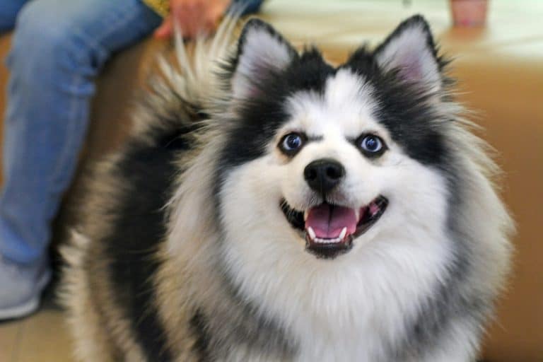 13 Sly Dog Breeds That Look Like Foxes - iHeartDogs.com