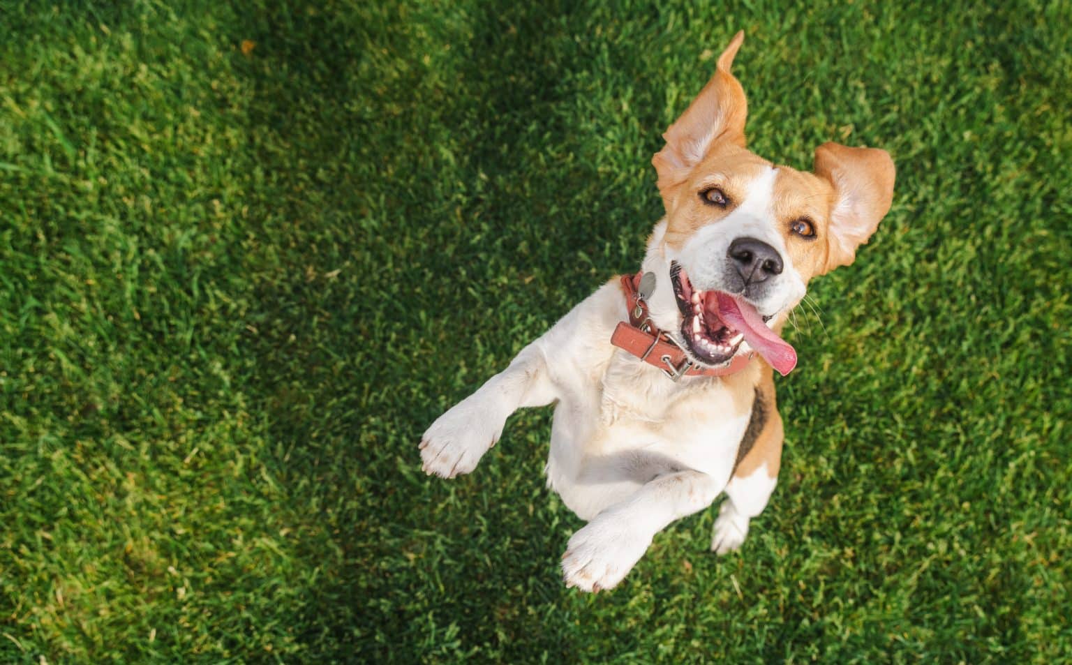 7 Best Foods for Dogs with Acid Reflux (2026) - iHeartDogs.com