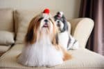 13 Ultimate Dog Breeds for New Pet Parents - iHeartDogs.com