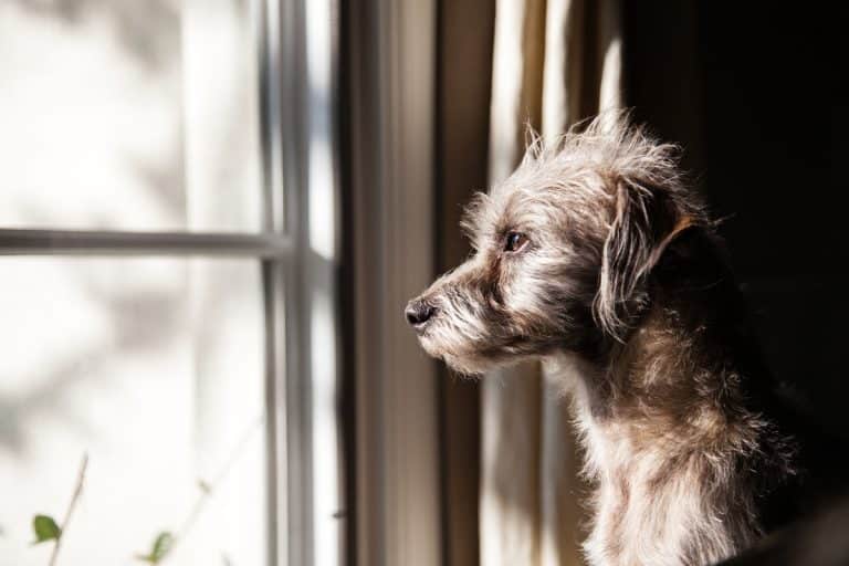15 Facts About How Dogs Understand Time - iHeartDogs.com