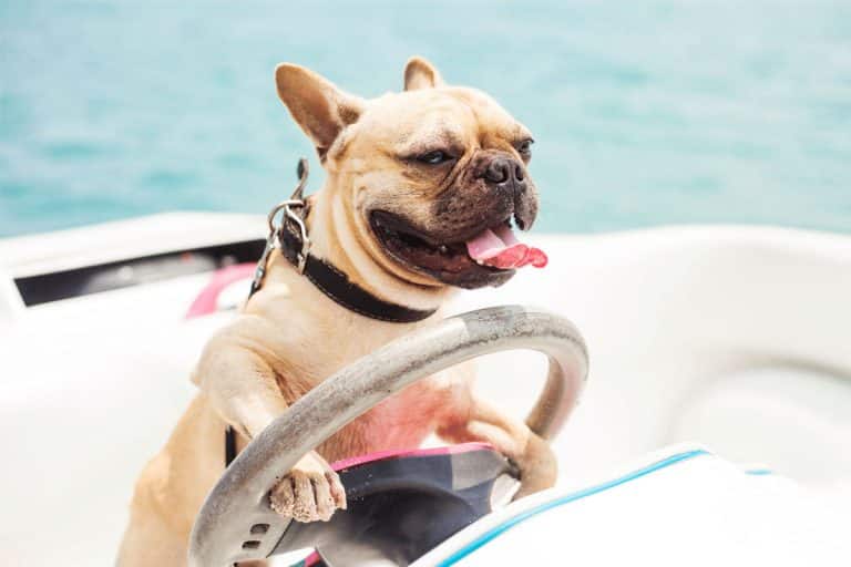 13 Funny Dog Breeds That Make You Laugh - iHeartDogs.com