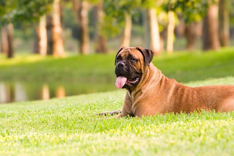 13 Nice Dog Breeds Often Misjudged by Looks Alone - iHeartDogs.com