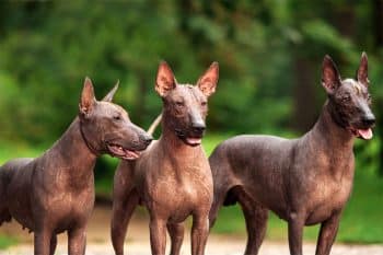 These 9 Unusual Dog Breeds Prove Weird Is Wonderful - iHeartDogs.com