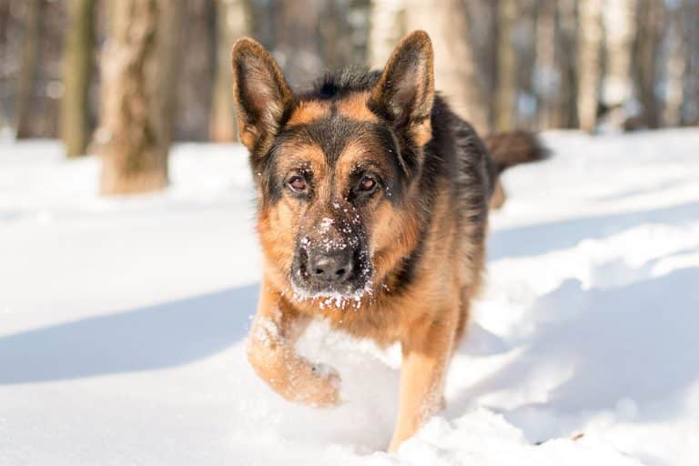 15 Dog Breeds That Are Bold, Brave, and the Bestest of Buddies ...