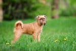 These 9 Unusual Dog Breeds Prove Weird Is Wonderful - iHeartDogs.com