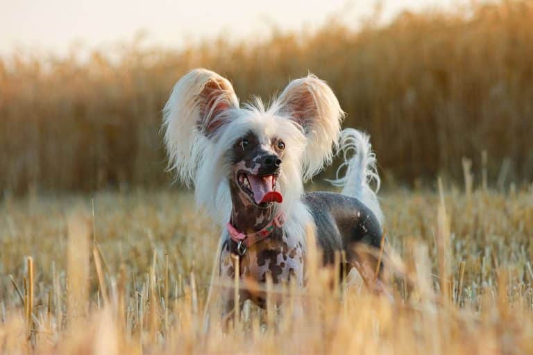 9 Hairless Dog Breeds That Embrace Bare Beauty - iHeartDogs.com