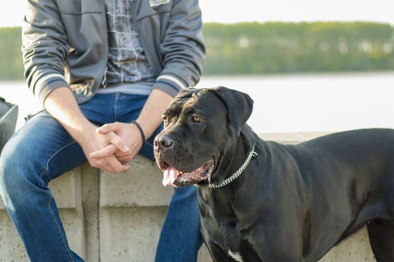 13 Tough Dog Breeds That Always Make You Feel Protected - iHeartDogs.com