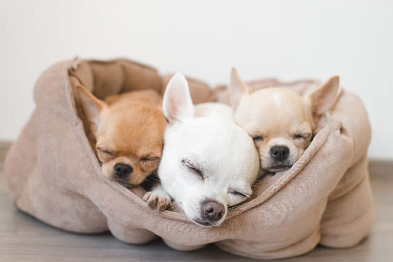13 Sleepy Dog Breeds Known For Napping Like Pros - iHeartDogs.com