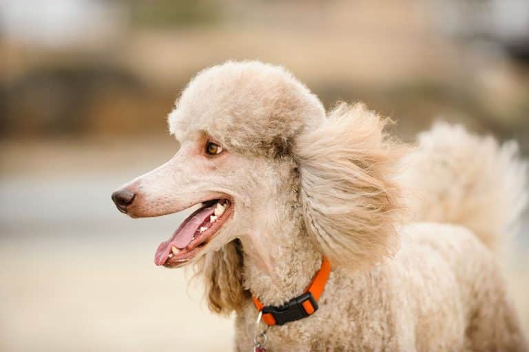 11 Curly Dog Breeds That Bring Style to Your Side - iHeartDogs.com