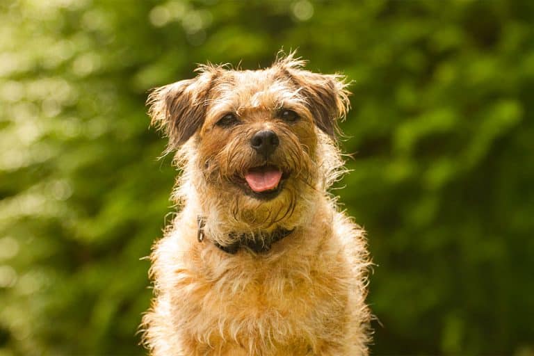 15 Wire-Haired Dog Breeds That Rock the Rough-and-Tumble Look ...