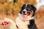 13 Lively Dog Breeds That Are Always Eager For Play - iHeartDogs.com