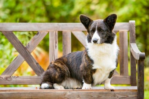 11 Compact Dog Breeds With Short Legs And Big Confidence - iHeartDogs.com