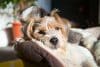 15 Fancy Dog Breeds With a Flair for the Dramatic (2026 Guide ...