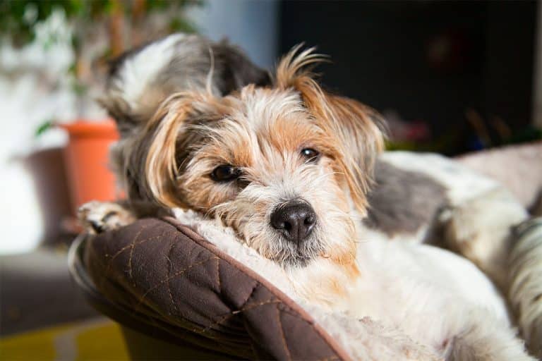 15 Fancy Dog Breeds With a Flair for the Dramatic (2026 Guide ...
