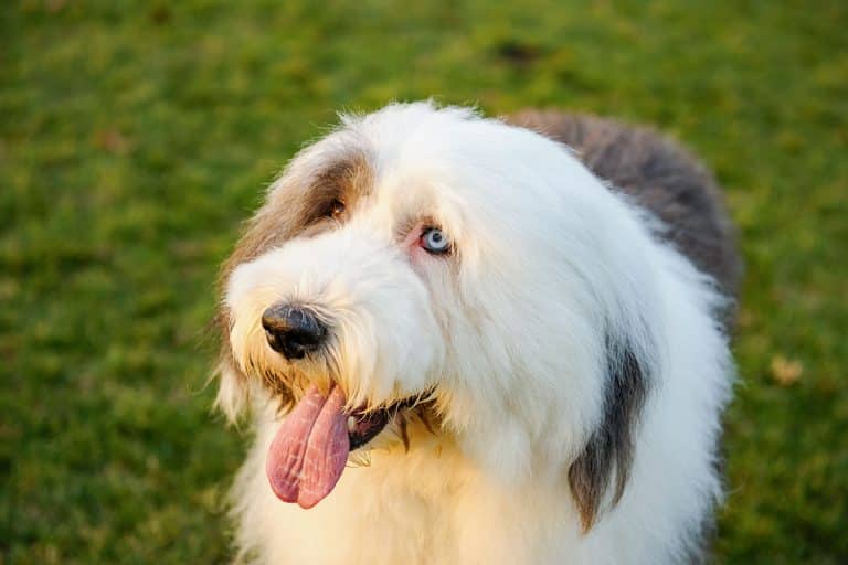 11 Bossy Dog Breeds That Herd Kids Like It’s Their Job - iHeartDogs.com