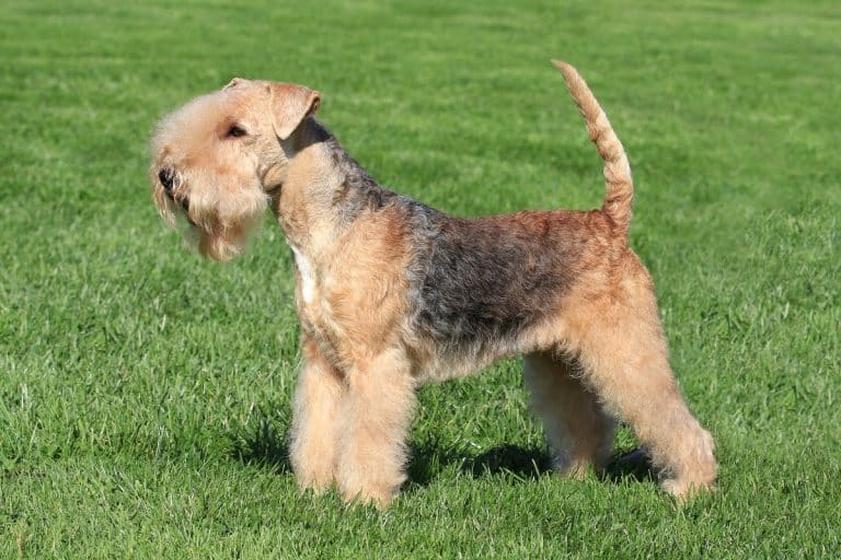 17 Scruffy Wire-Haired Dog Breeds You'll Absolutely Love (2026 ...
