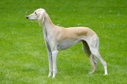 13 Peculiar Dog Breeds With Delightfully Odd Quirks - iHeartDogs.com