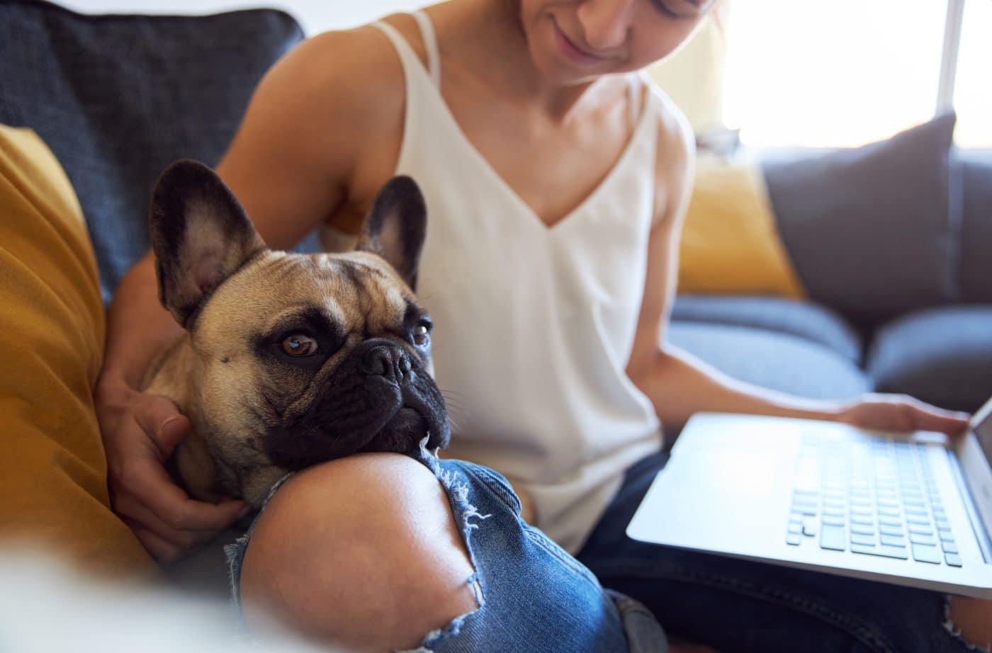 11 Snuggly Dog Breeds Who Choose Laps Over Dog Beds - iHeartDogs.com